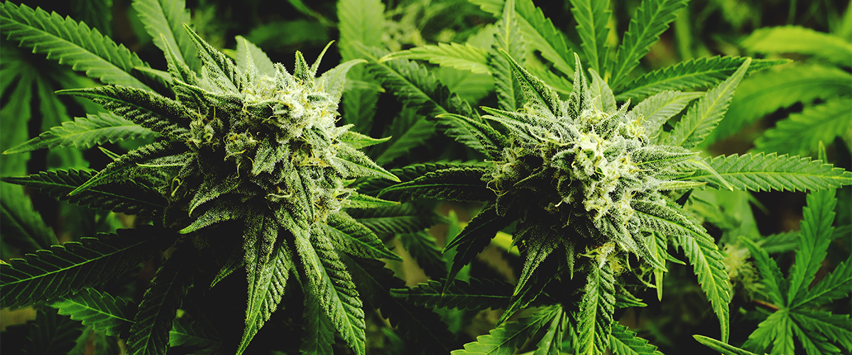 A Beginner's Guide to CBG: What is CBG and What Does It Do? | Medical Marijuana, Inc.