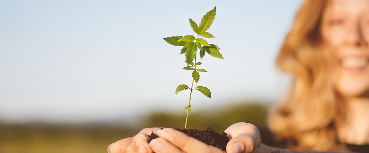 Hemp vs Weed: Same Plant, Different Chemical Structure and Uses ...