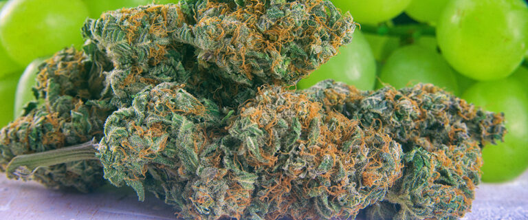 Popular Marijuana Strains | Most Popular Cannabis Strains | Medical ...